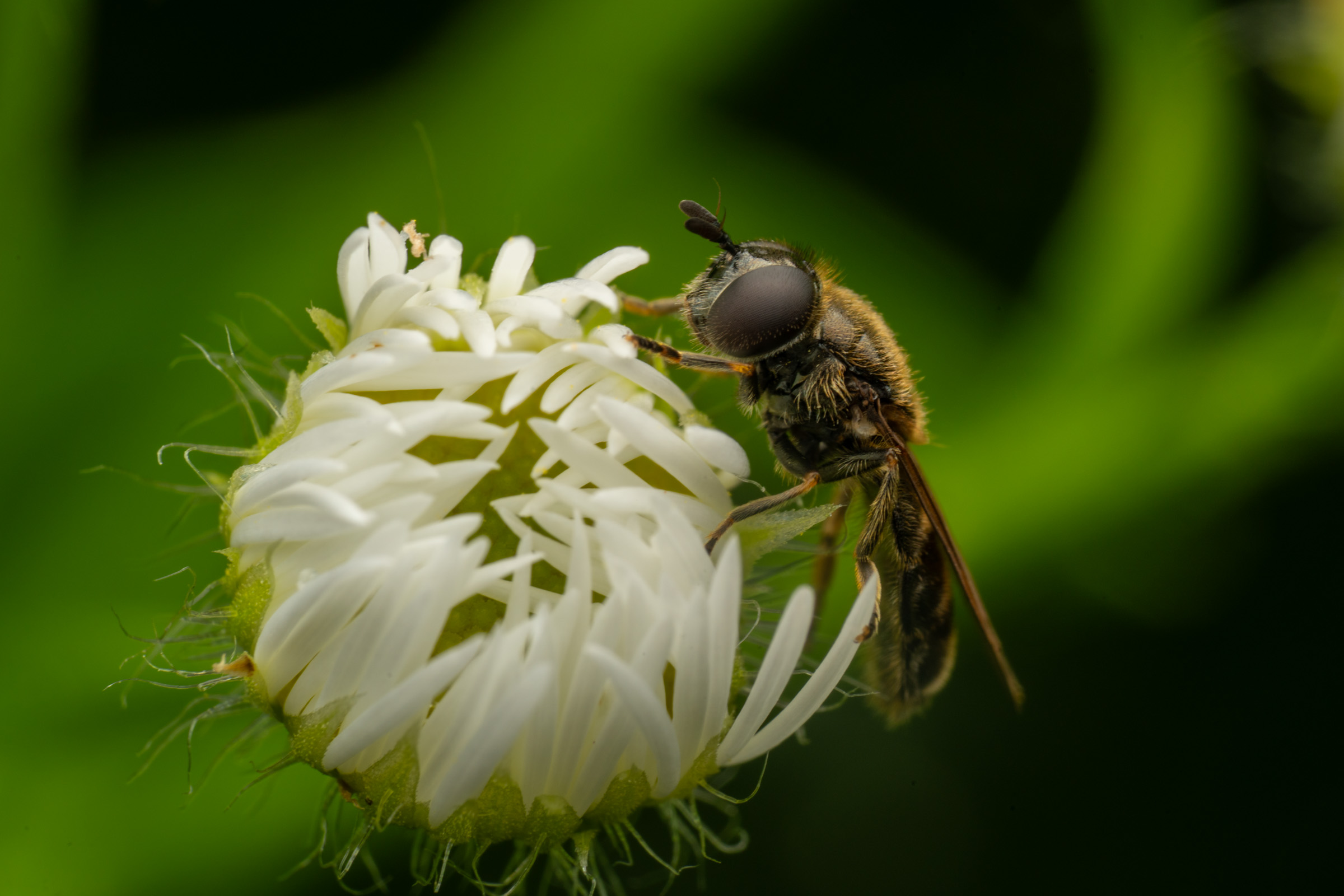 Hover Flies | Small Beings – Big Responsibility