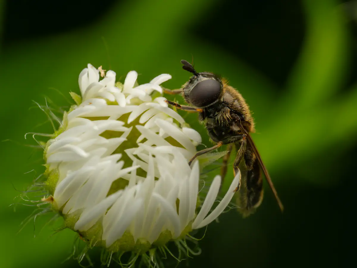 Hover Flies | Small Beings