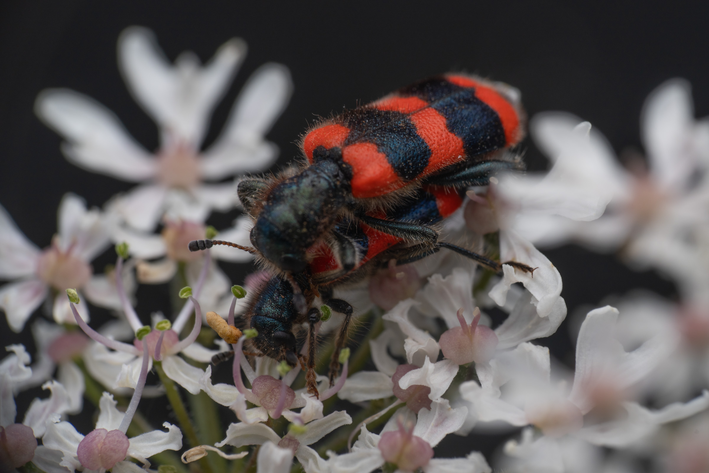 Bee-eating Beetle | Small Beings – Big Responsibility