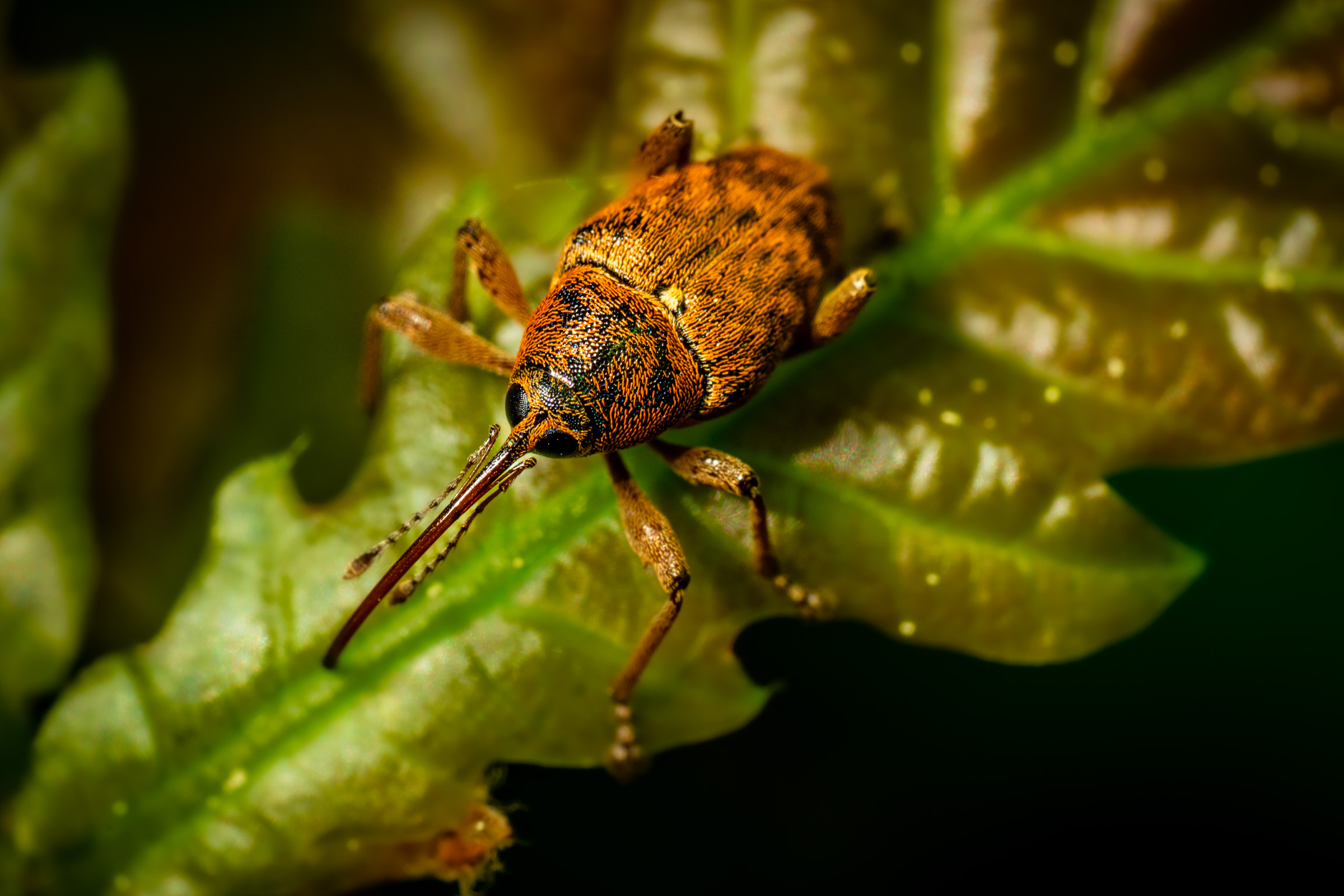 Nut Weevil · Small Beings – Big Responsibility