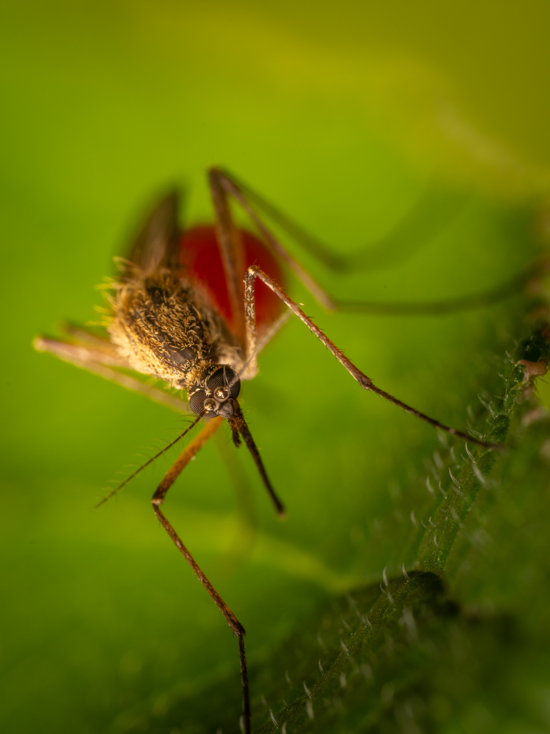 Mosquitoes · Small Beings – Big Responsibility
