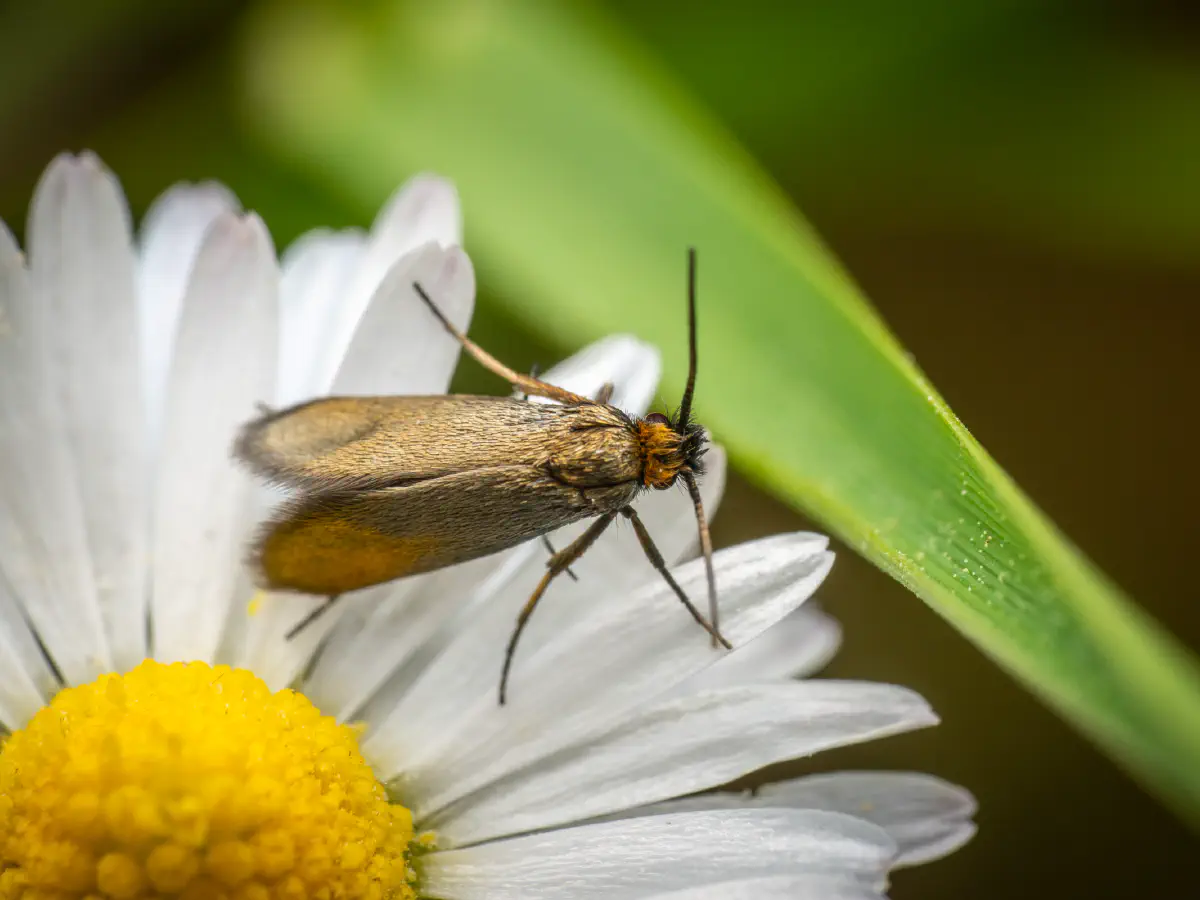 Fairy Moths | Small Beings
