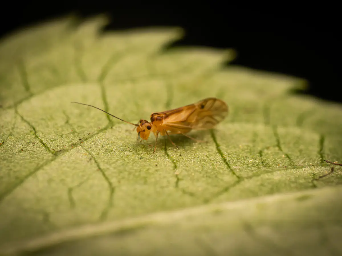 Bark Lice, Book Lice, and Parasitic Lice | Small Beings
