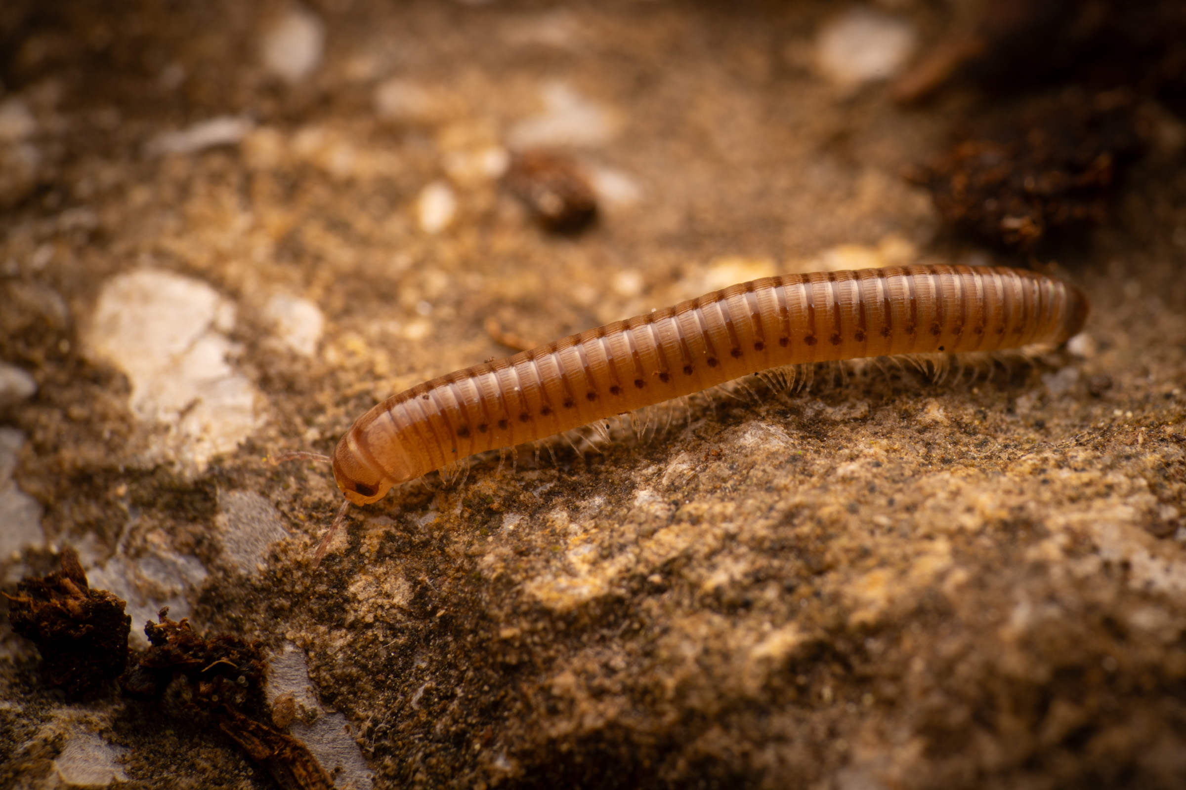 Round-backed Millipedes | Small Beings – Big Responsibility