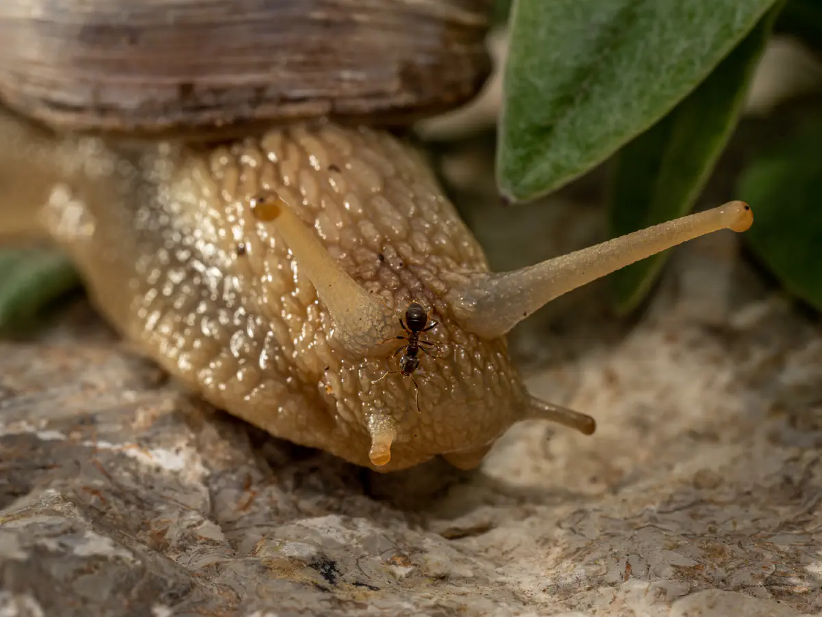 Helix Snails | Small Beings